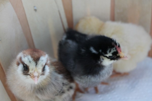 An Episode of Chicken TV | Home to Homestead