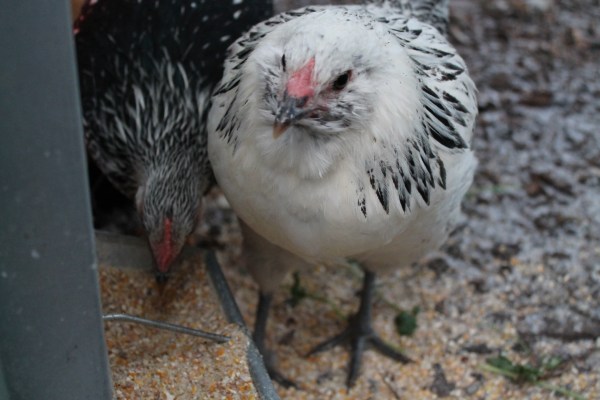 Chickens. In Snow. | Home to Homestead