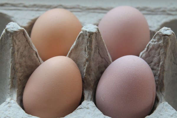 In An Egg Drought | Home to Homestead