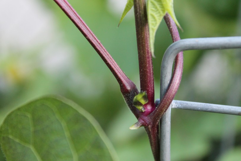 Fierce Grip | Home to Homestead