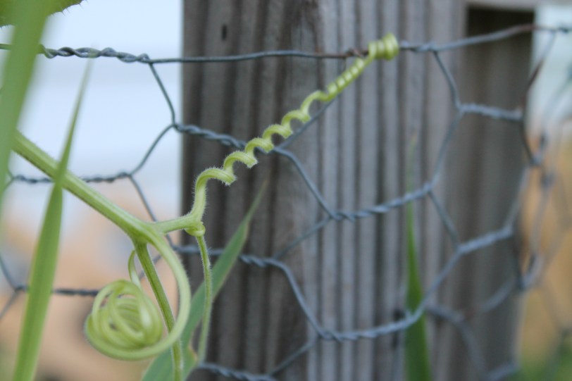 Fierce Grip | Home to Homestead