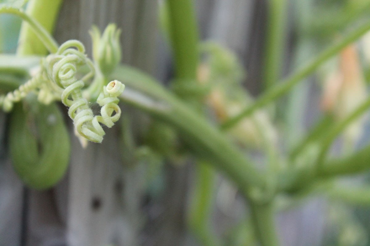 Fierce Grip | Home to Homestead