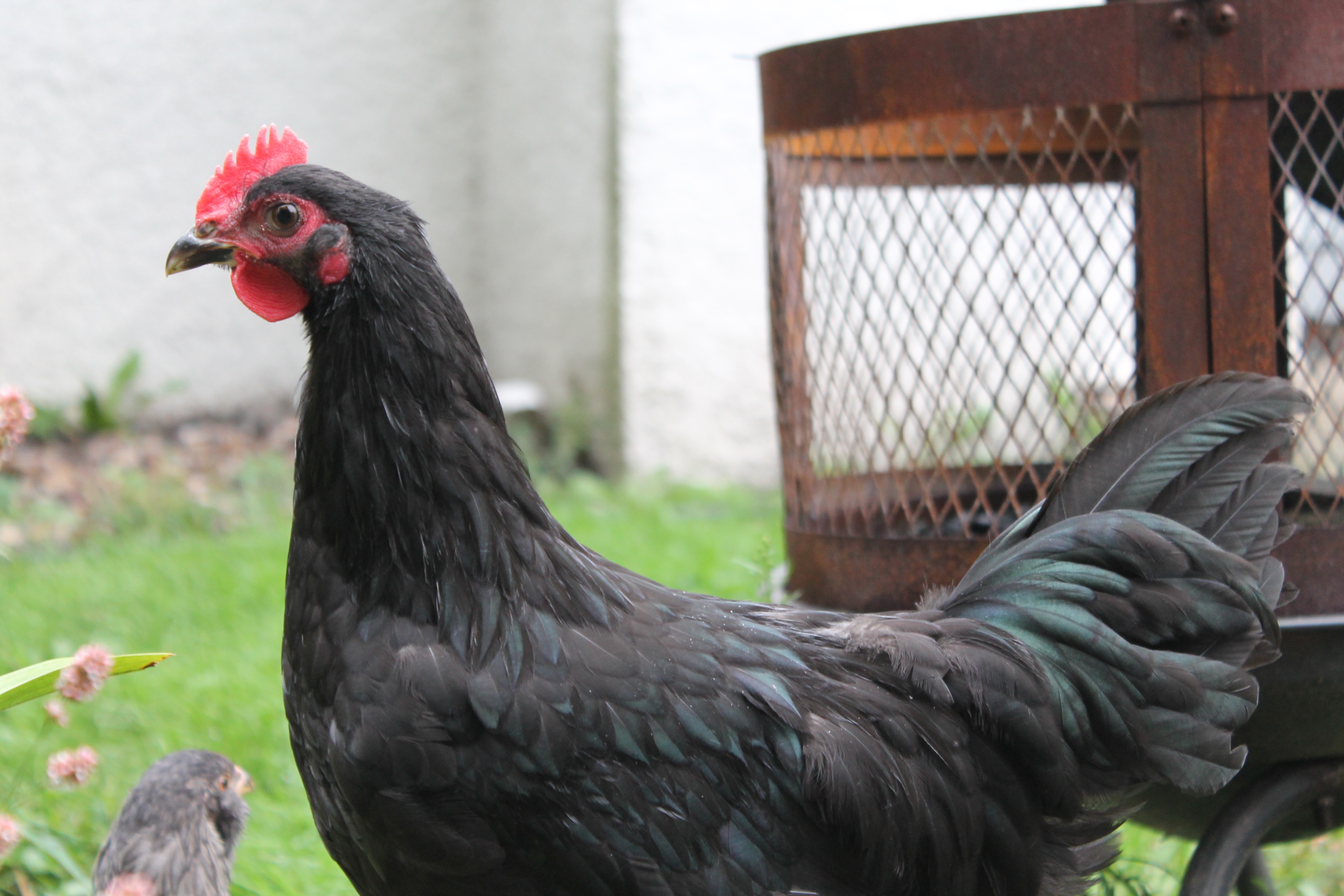 Operation Rooster Relocation. | Home to Homestead