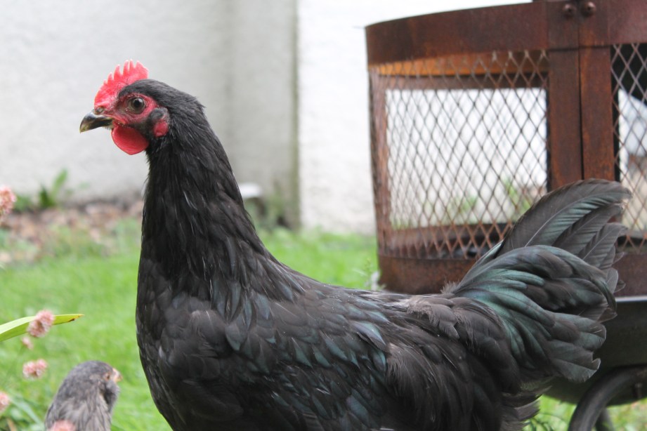 Operation Rooster Relocation. | Home to Homestead