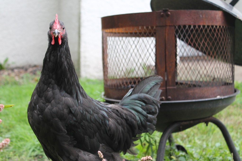 Operation Rooster Relocation. | Home to Homestead